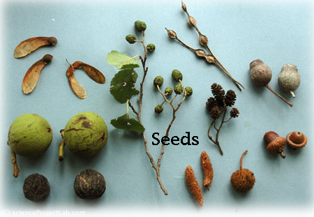 Seeds And Plants: Basic Information of Seeds