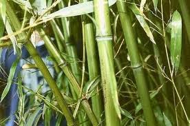 NUTTY FACTS: Bamboo Torture
