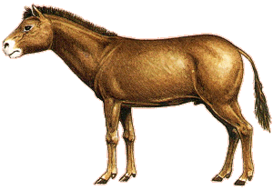 Mundo Equino: Miohippus. "Caballo del Mioceno".
