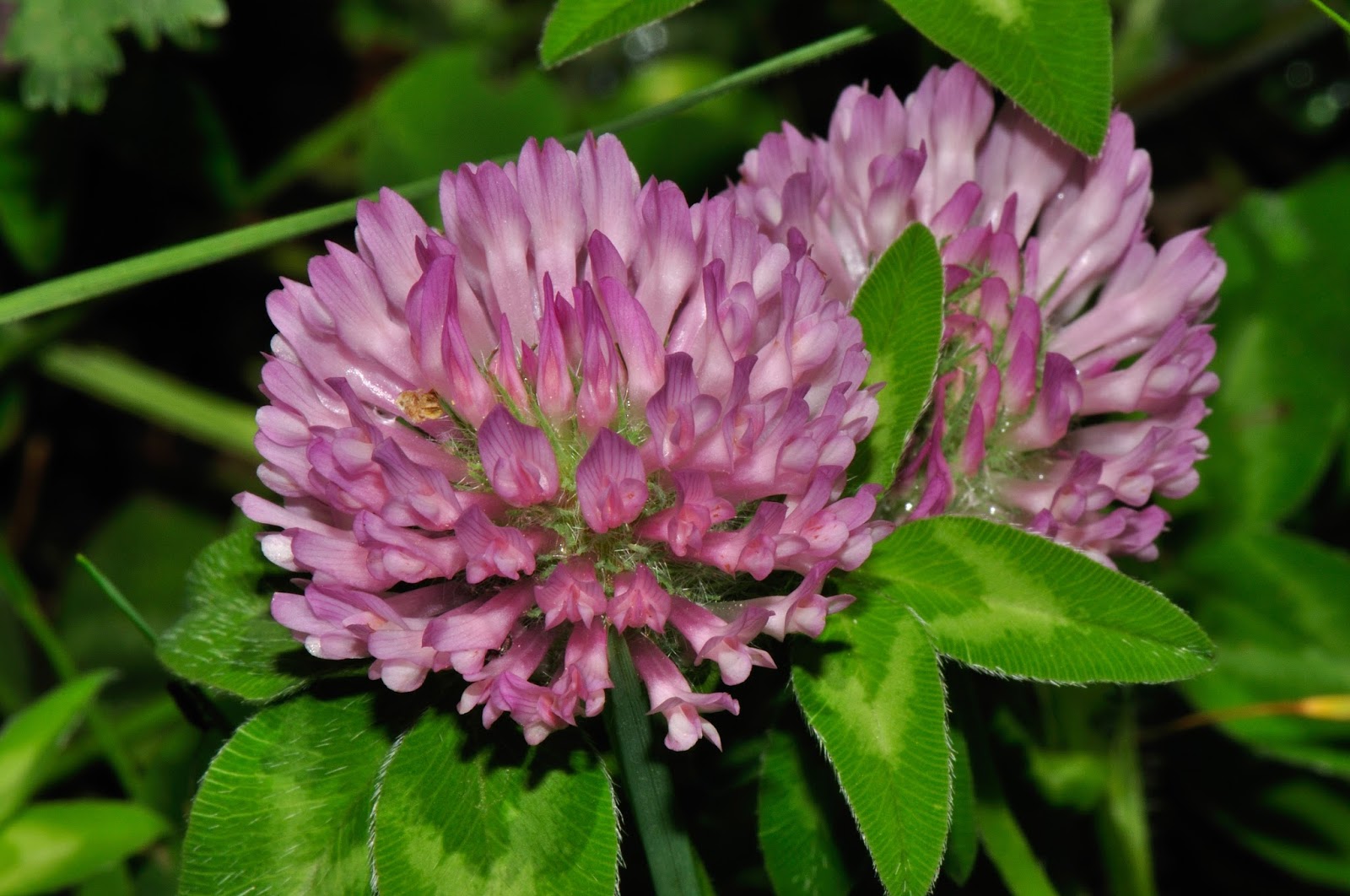 Desde Alájar: agosto 2015