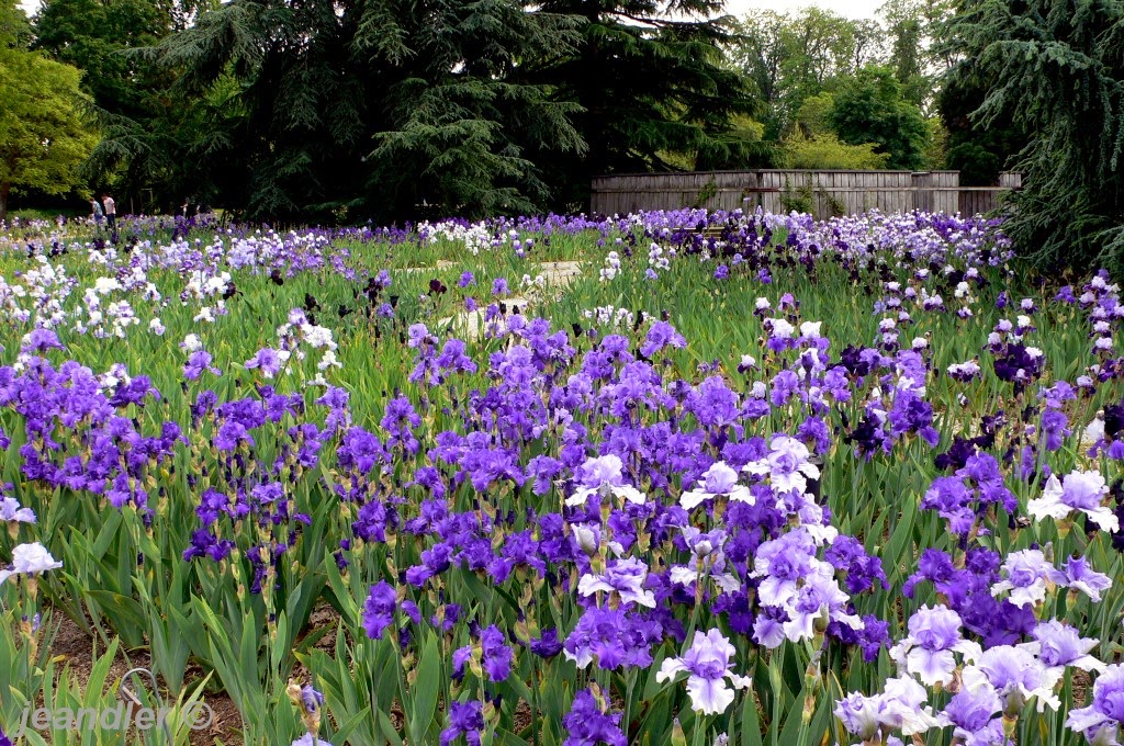 El Blog de Javier: Los Iris