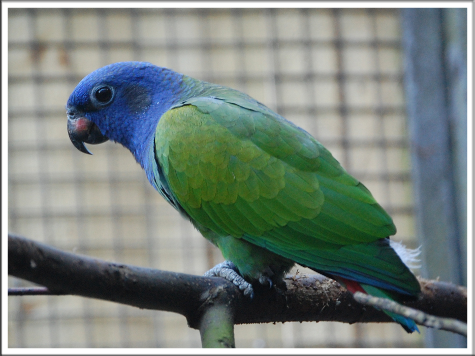 World of Birds: Pionus Parrots