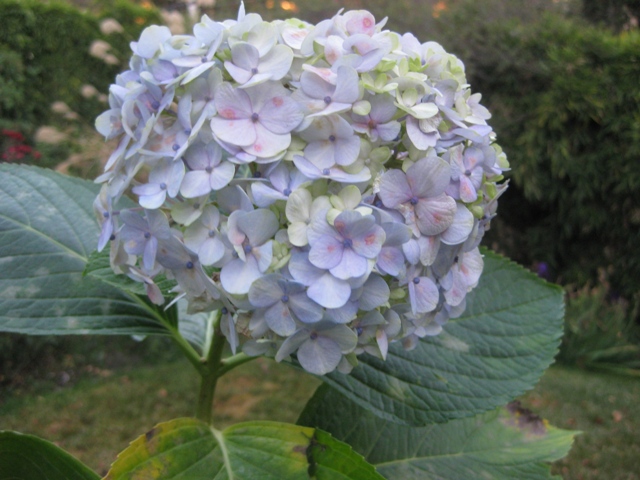 Revista Energía & Jardines: Taller de Jardinería: Poda de hortensias