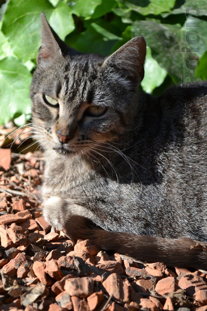 Bombon Poioio: Gato Gris. Gato del Jardín.