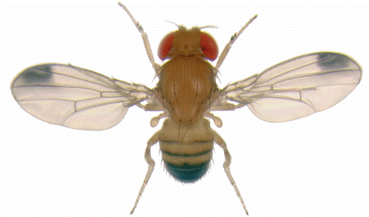 BIOLOGI GONZAGA: DIPTERA INSECTA
