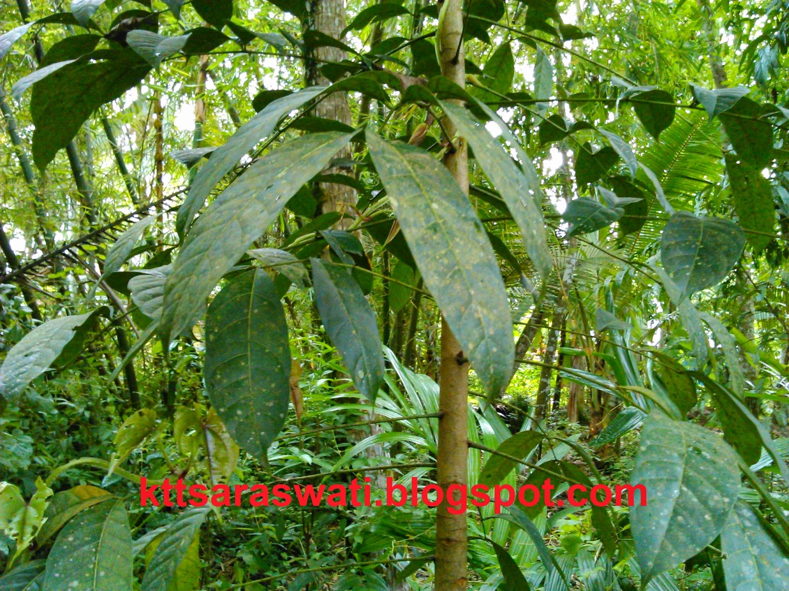 Kasiat Kesehatan Biji Mahoni Lengkap | Saraswati Update