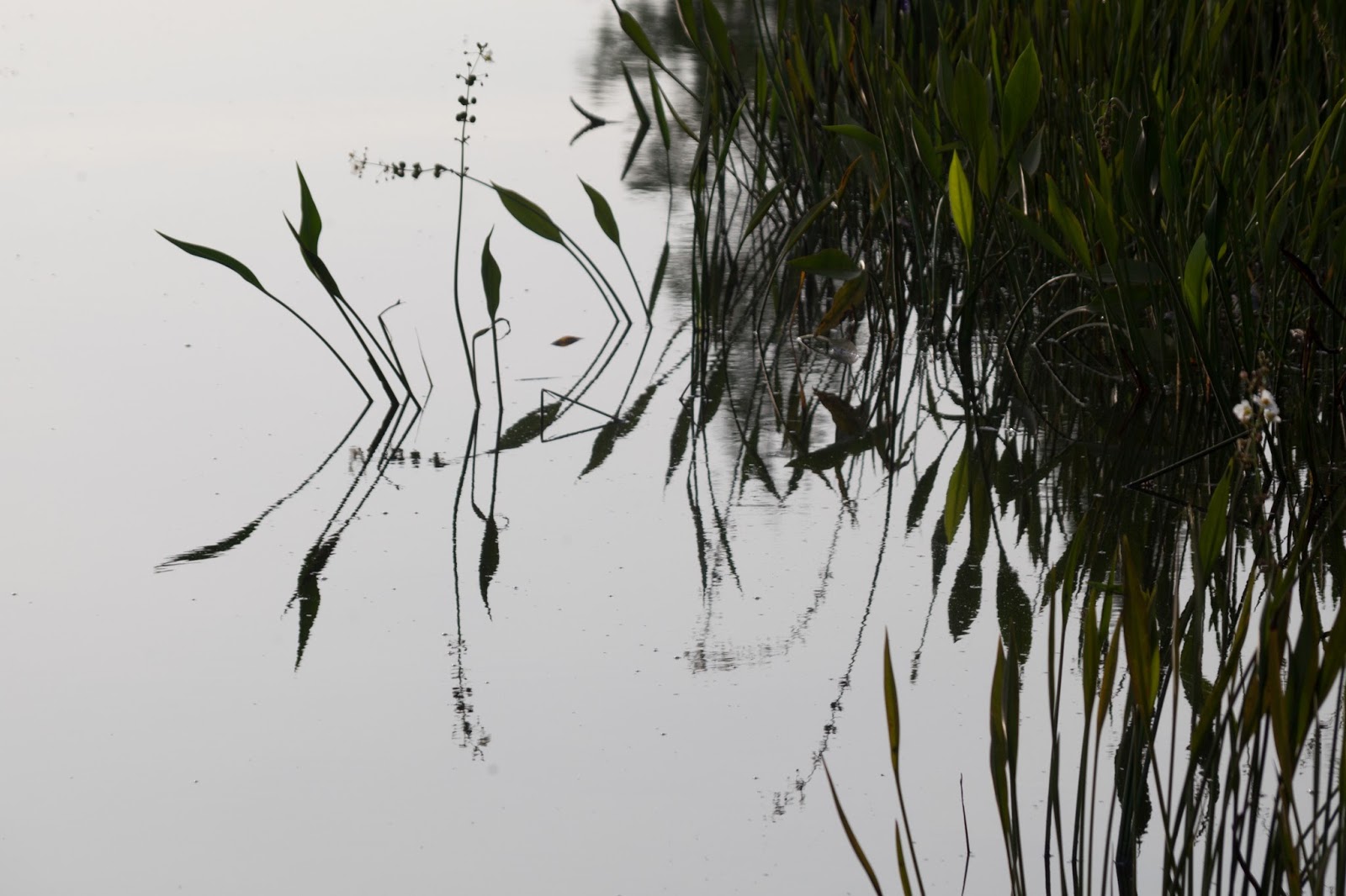 Still Life Photography Of Nature