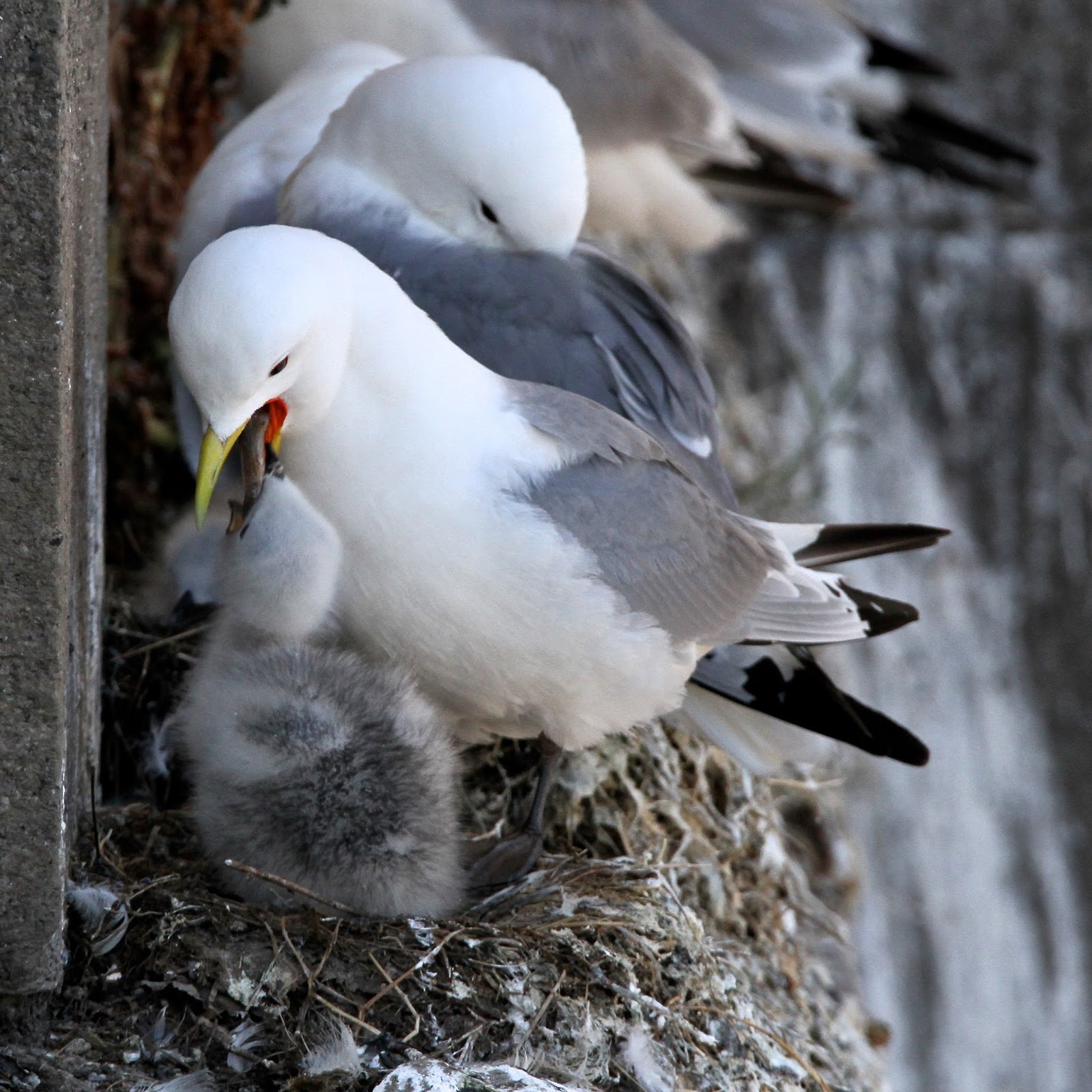 TrogTrogBlog: Bird of the week - Kittiwake