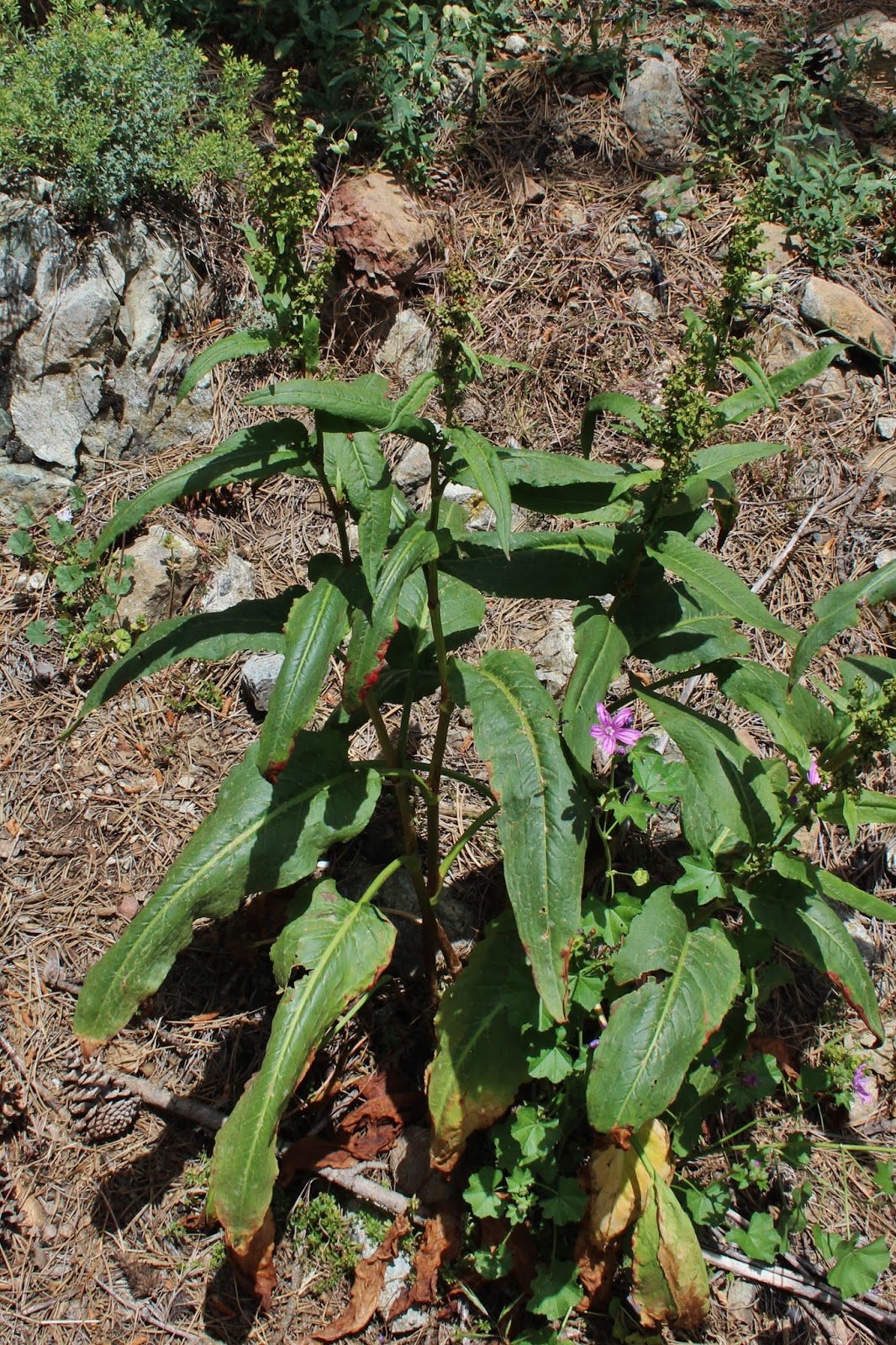 Biodiversity of Cyprus by NGO Protection of the Natural Heritage and ...