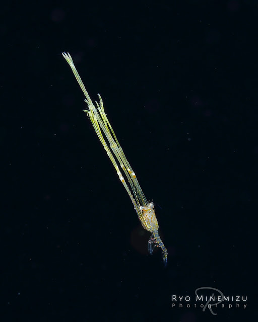Black Water Dive® - ブラックウォーターダイブ: Megalopa larva of Chirostylus ...