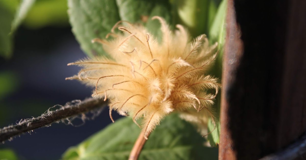 Pappus, sur Clematis