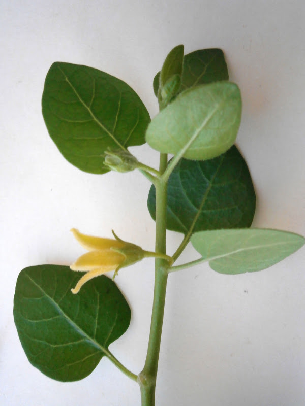 HERBARIO VIRTUAL DE BANYERES DE MARIOLA Y ALICANTE: Withania frutescens ...