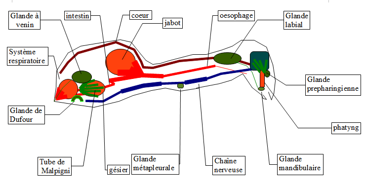 Encycl'Ant: Anatomie des organes internes
