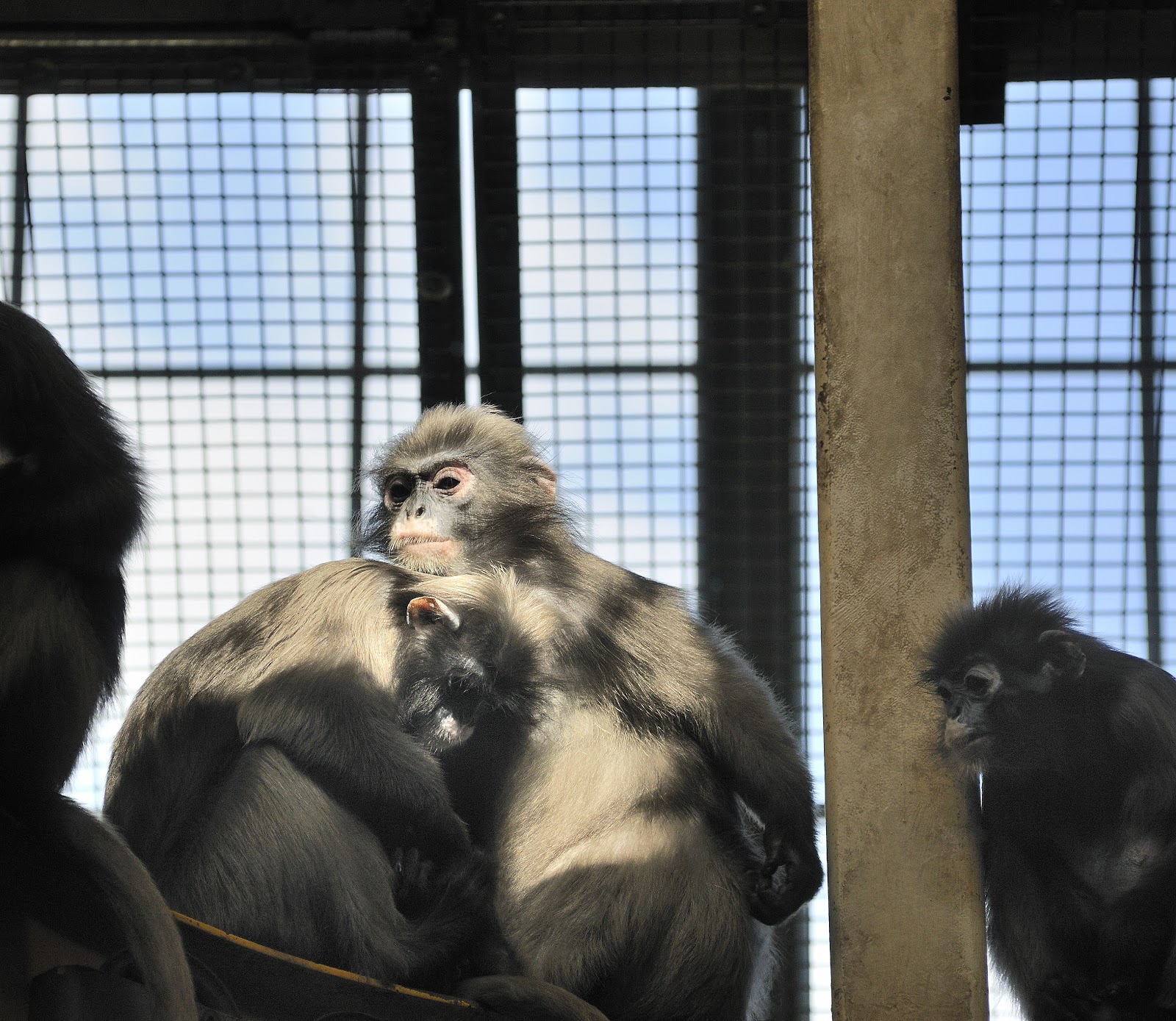 Our Zoo Blog: Philadelphia Zoo | Monkeys | Oct. 2012