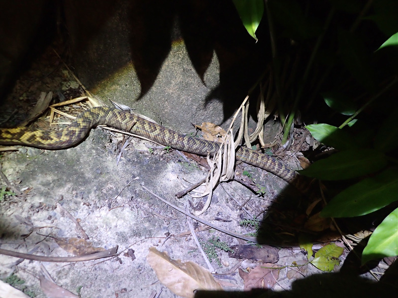 BunyipCo: November 2016