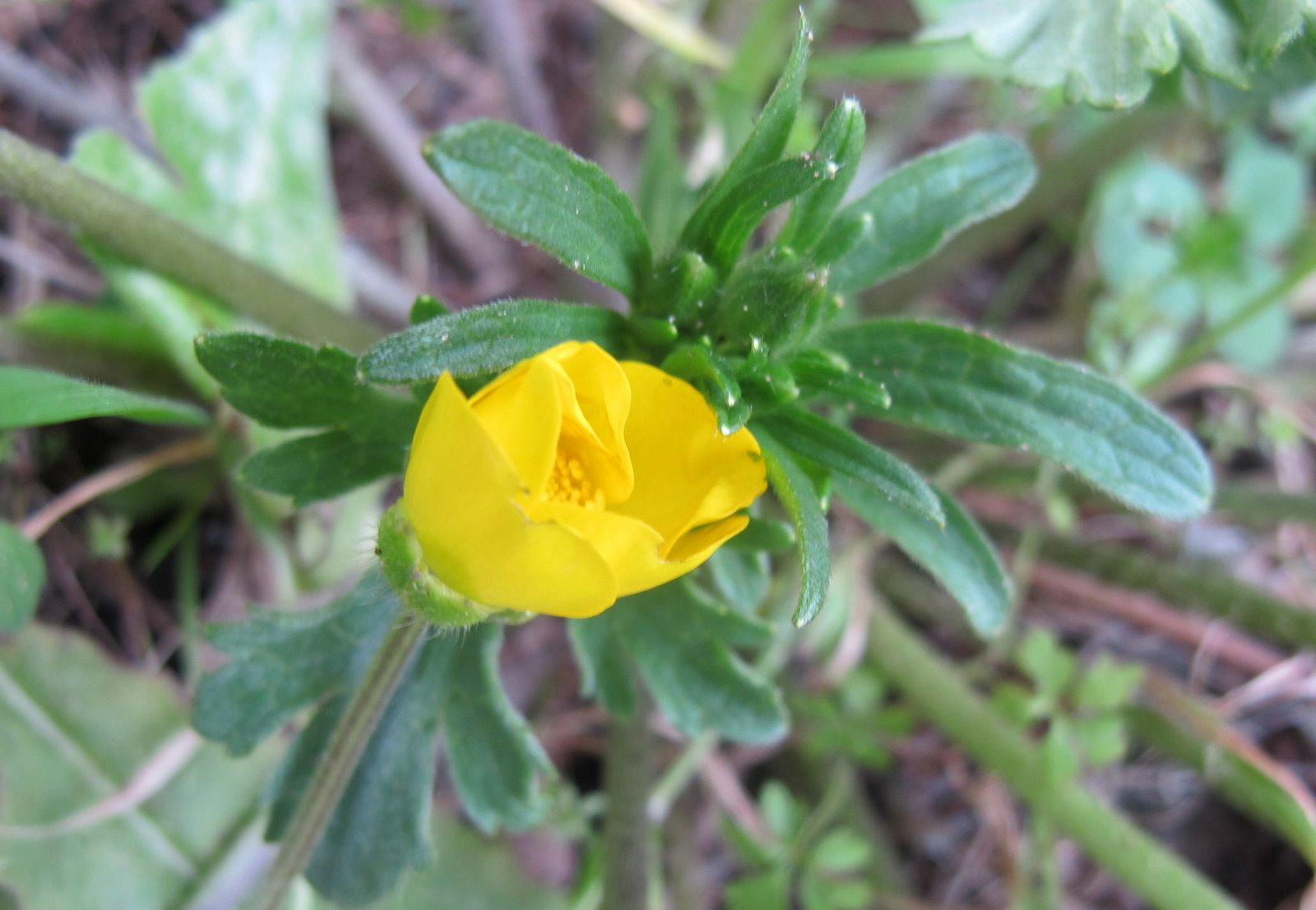 FLORA NEL SALENTO e.. anche altrove: Ranunculus velutinus Ten ...