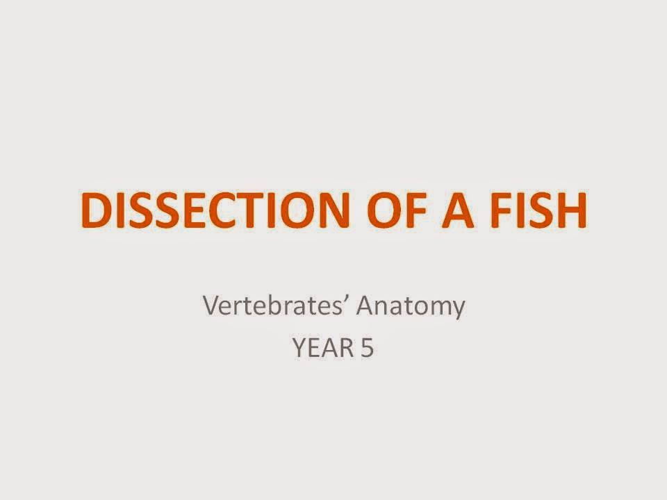 SCIENCE IN THE SCHOOL: DISSECTION OF A FISH