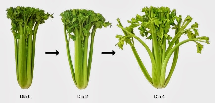 cultivo del apio