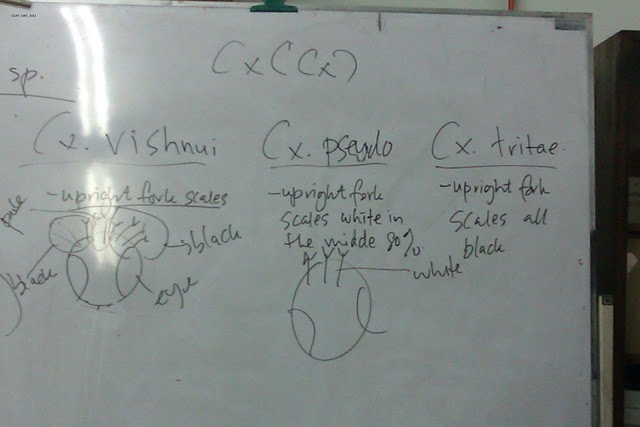 MEDICAL ENTOMOLOGY: Identification of Culex sp. (Adult)