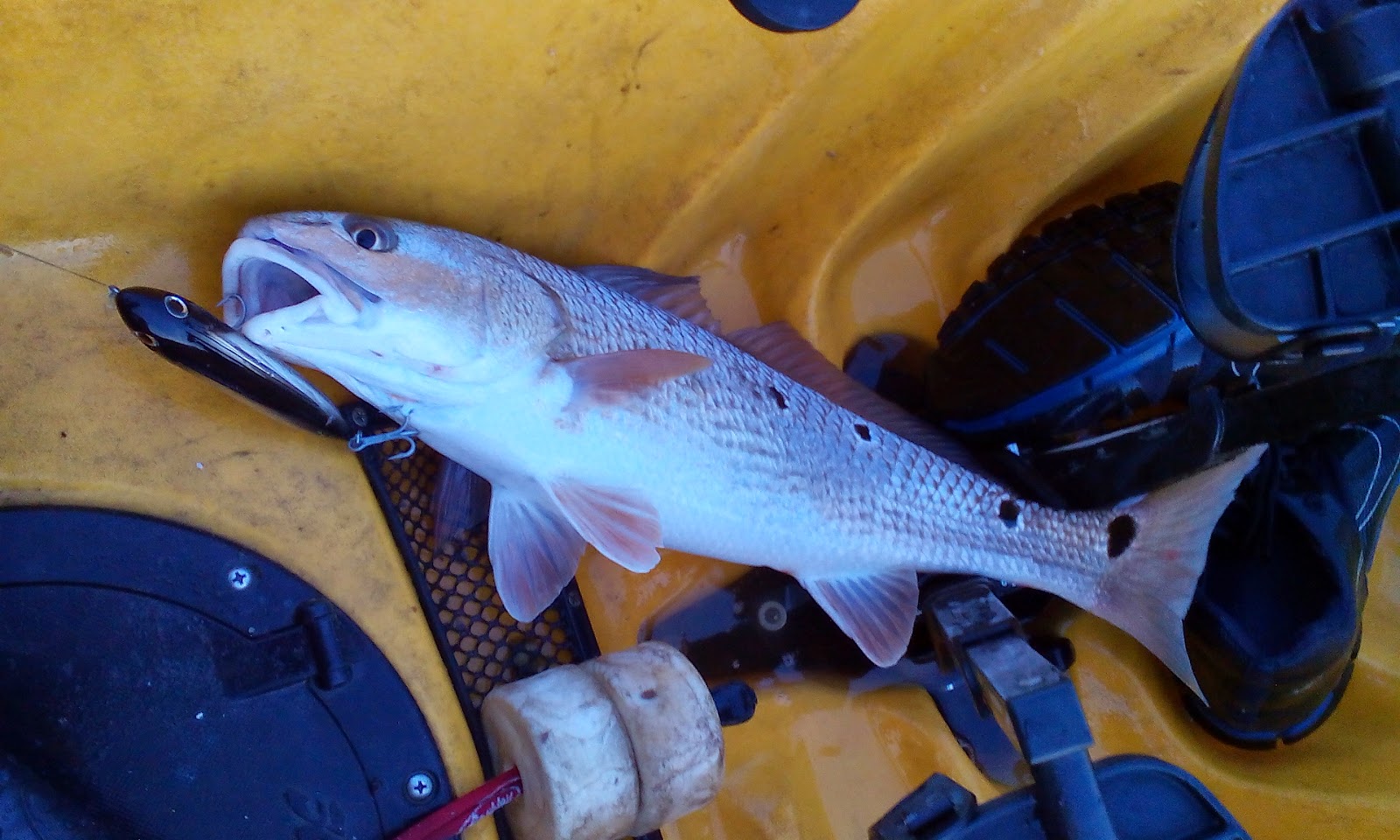 FishxScale: Lake Pontchartrain Cruel Summer