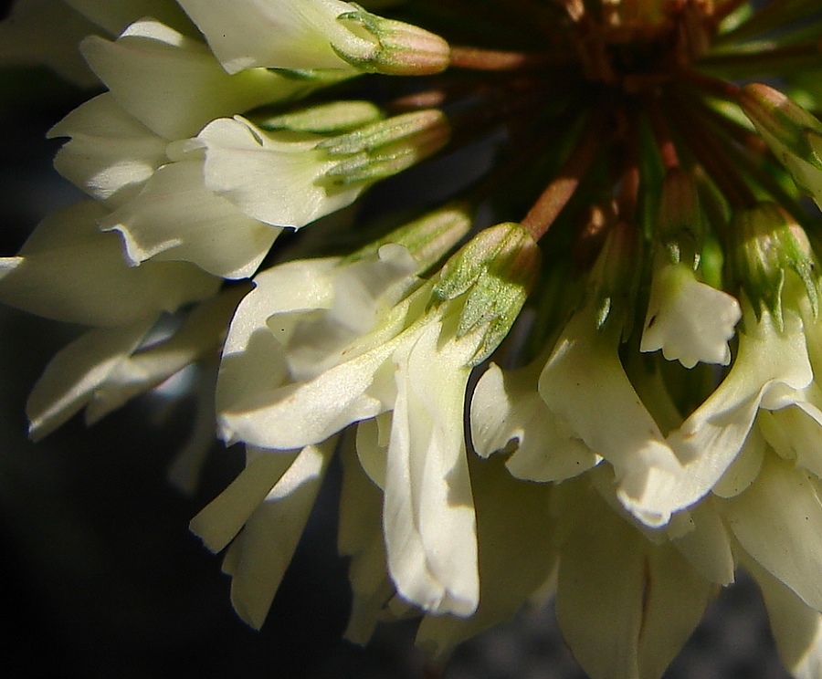 Snap Happy Birding: ...do you know this flower?