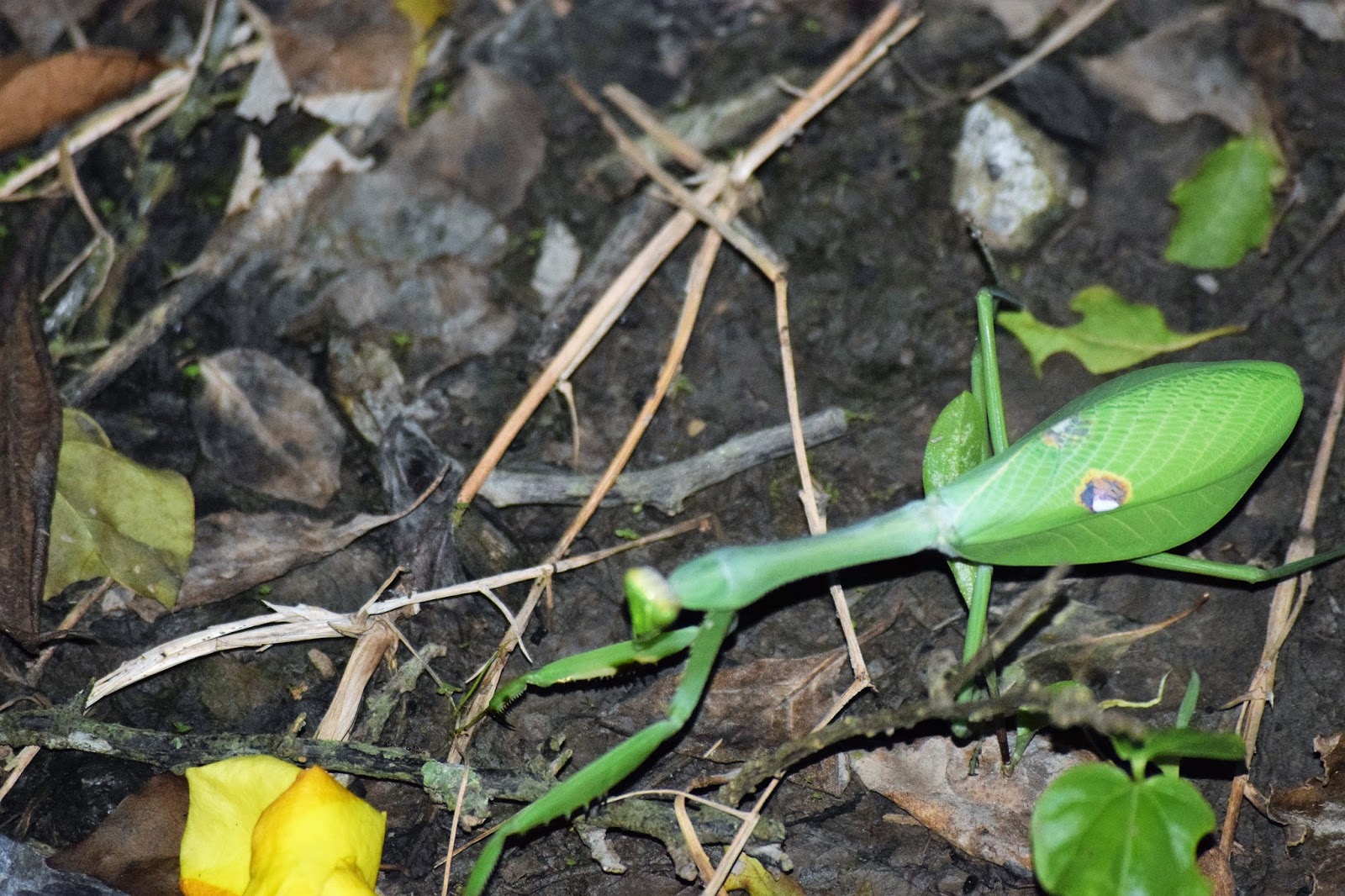 Our Life in Medellin Colombia: Insectos (Insects)