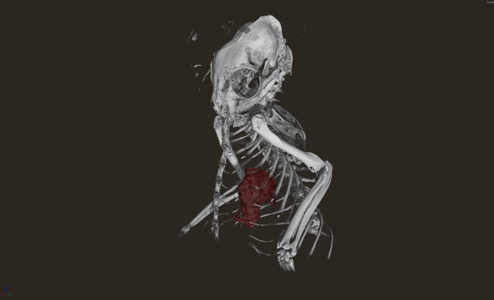 Sustainable Archaeology: Yes the Cat: A Study of Mummification