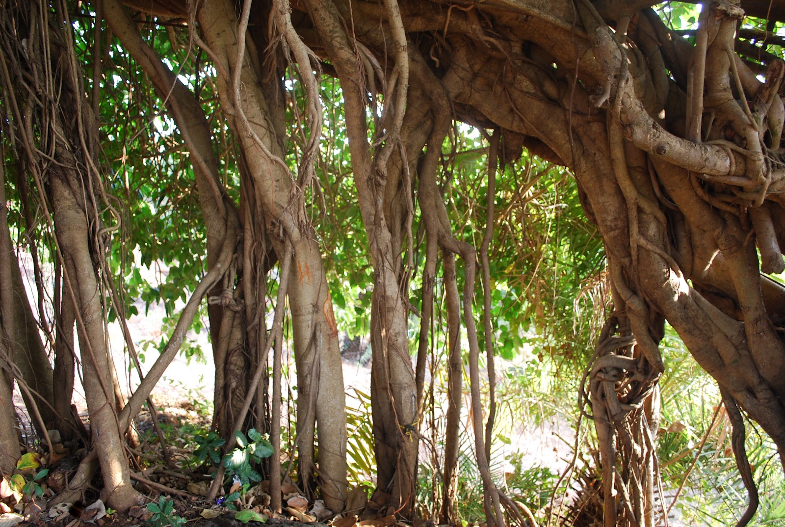 TōnFerns - A Nostalgic Journey (Tony Fernandes)