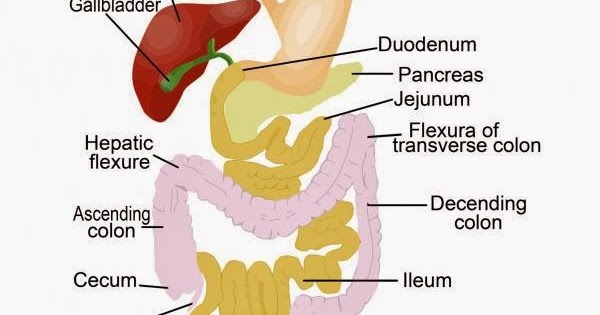 Dr.Senthil Kumar Homeopathy Clinic - Velachery - Panruti - Chennai: The ...