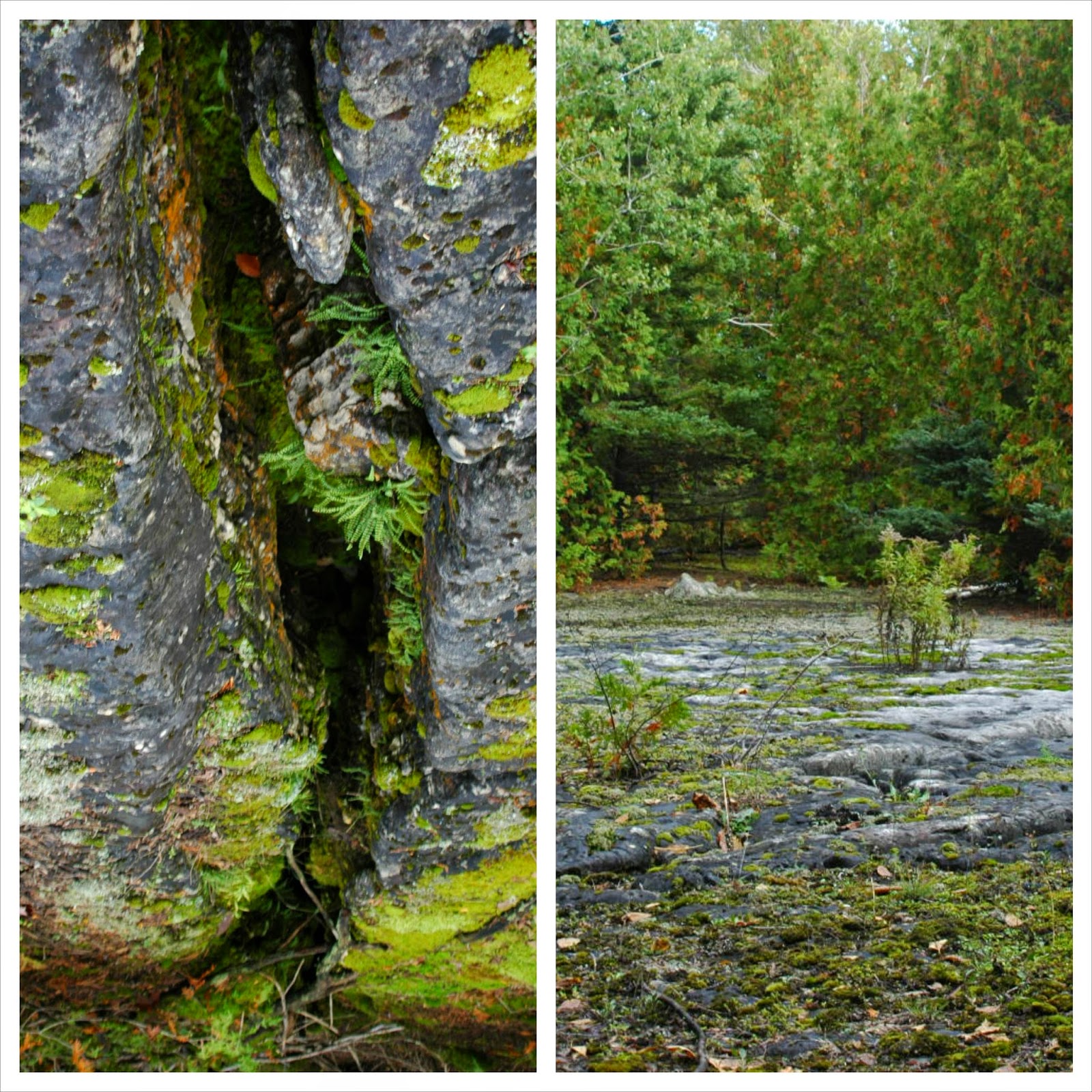 Roche Fleurie Garden: Alvar