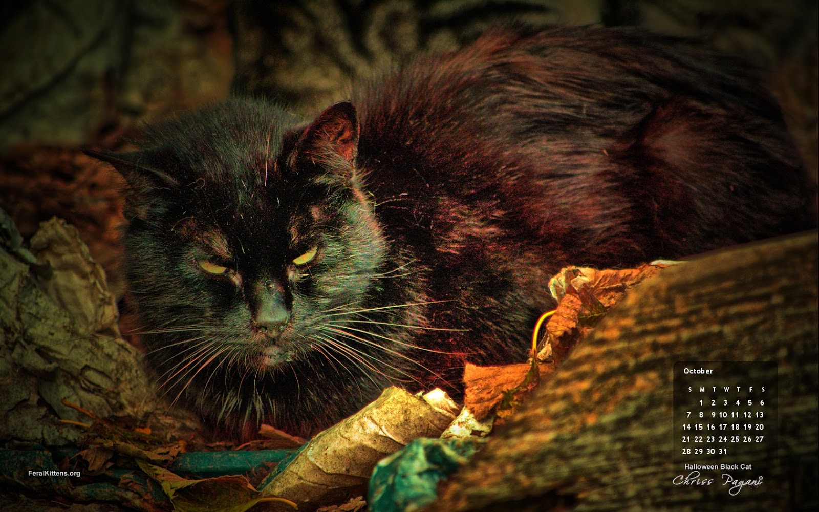 October Cat of the Month Calendar Wallpaper: Halloween Black Cat