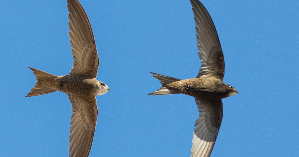 Wildlife Diaries: SW Spain & Portugal & Separating adult Pallid Swift ...