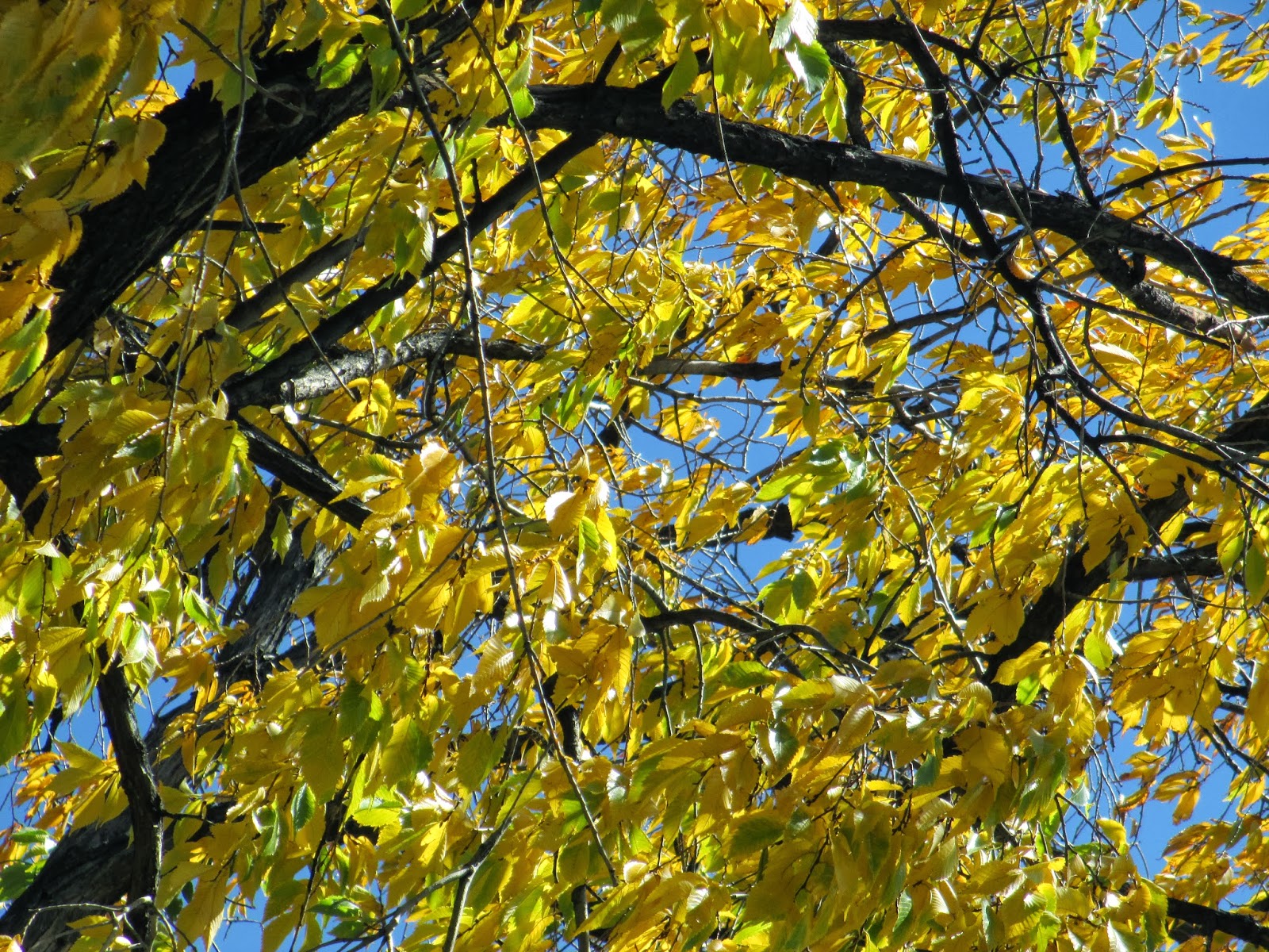 Yuccabloom: A Memoir of Meaningful Meanderings: Autumn Fix in Prescott, AZ