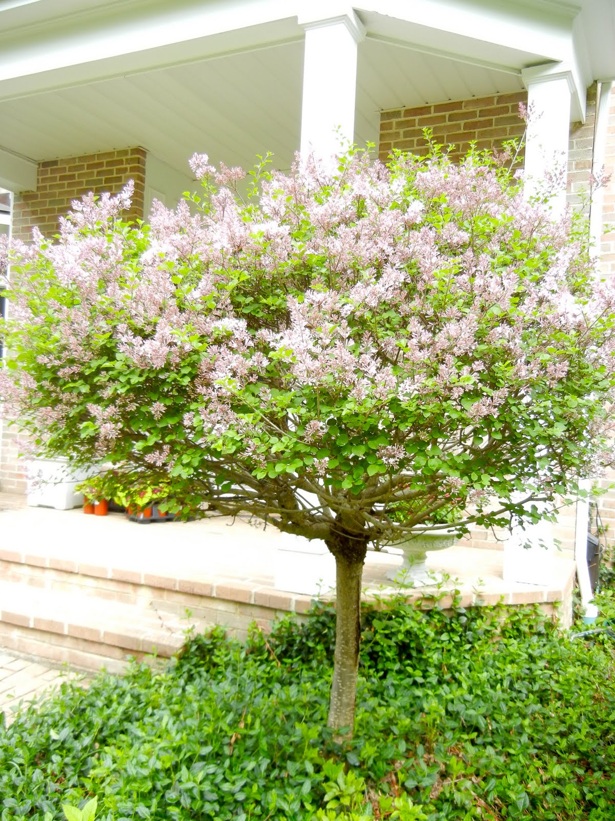 a curious gardener: the late May garden