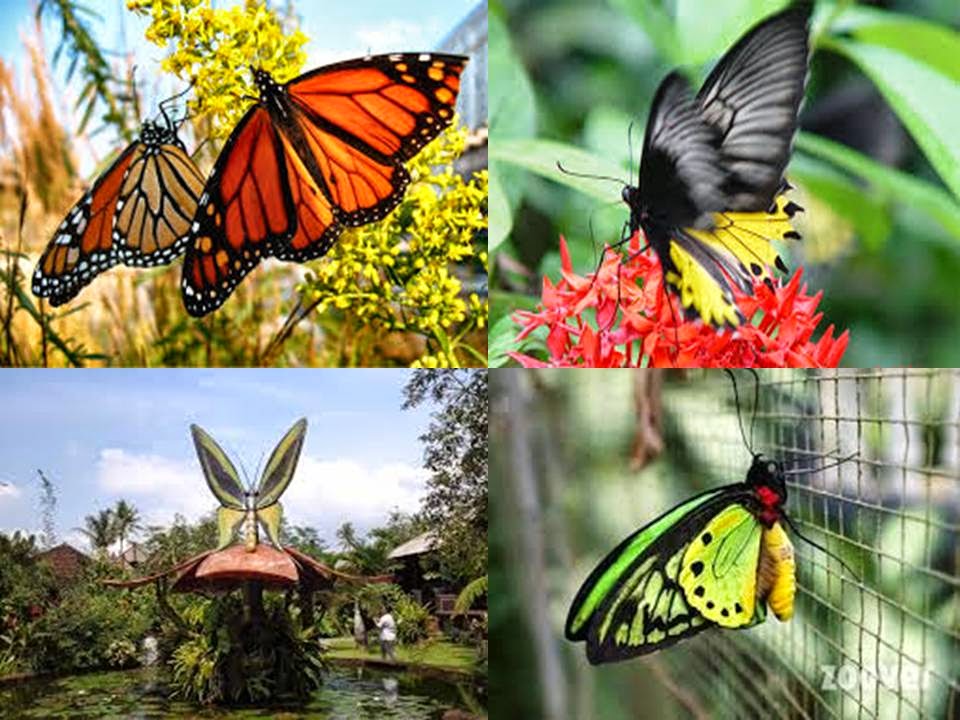 Bali Free Information: Bali Butterfly Park | Taman Kupu Kupu, Tabanan, Bali