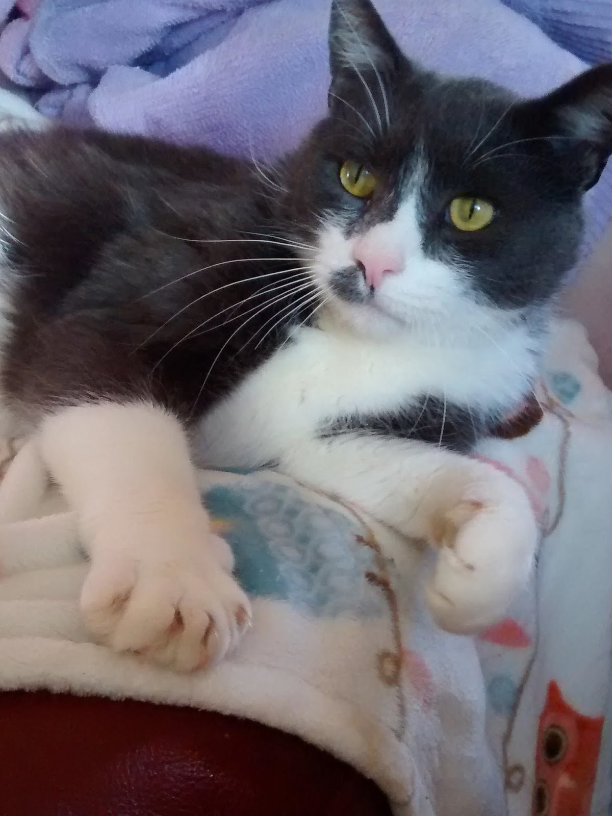 Miri's House Cat & Kitten Rescue: Clark Gable, Feline Star