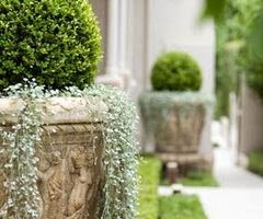 Invernablog: Arbustos con forma