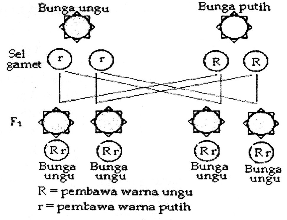 Pewarisan Sifat, Kromosom dan Gen Sebagai Faktor Pembawa Sifat ...