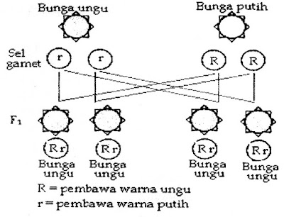 Pewarisan Sifat, Kromosom dan Gen Sebagai Faktor Pembawa Sifat ...