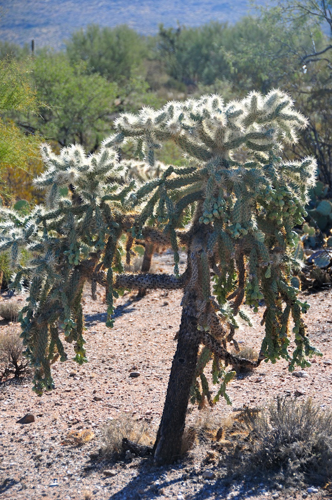 Shower Wisdom: A Walk in the Park