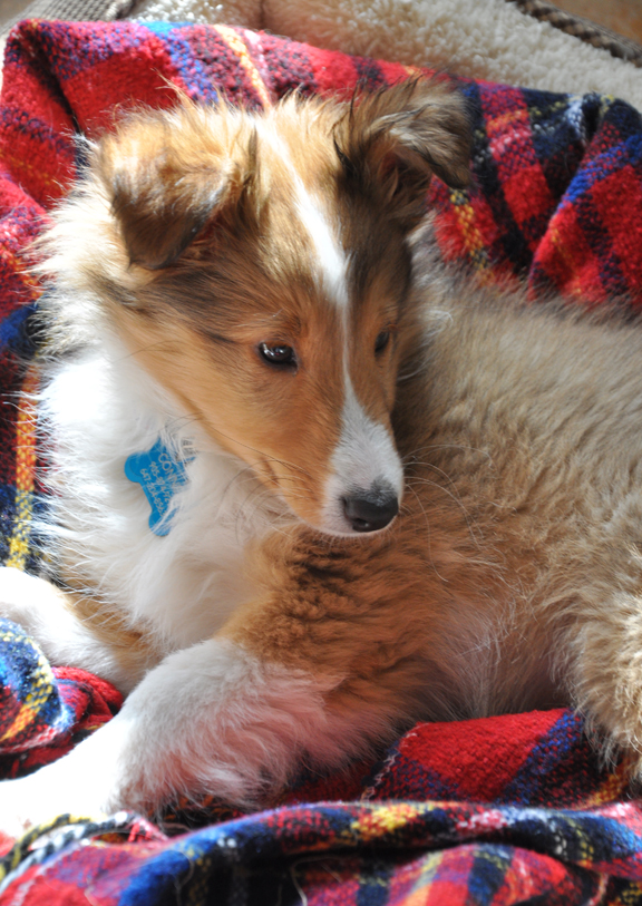 Three Dogs in a Garden: The Birdwatcher Turns Three Years Old