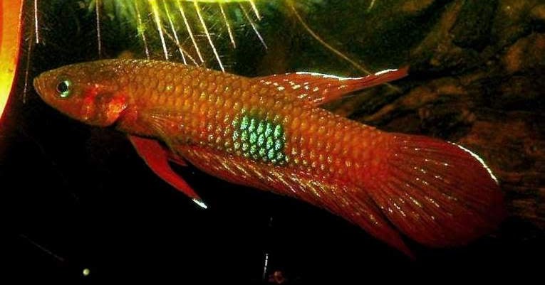 Betta Livida