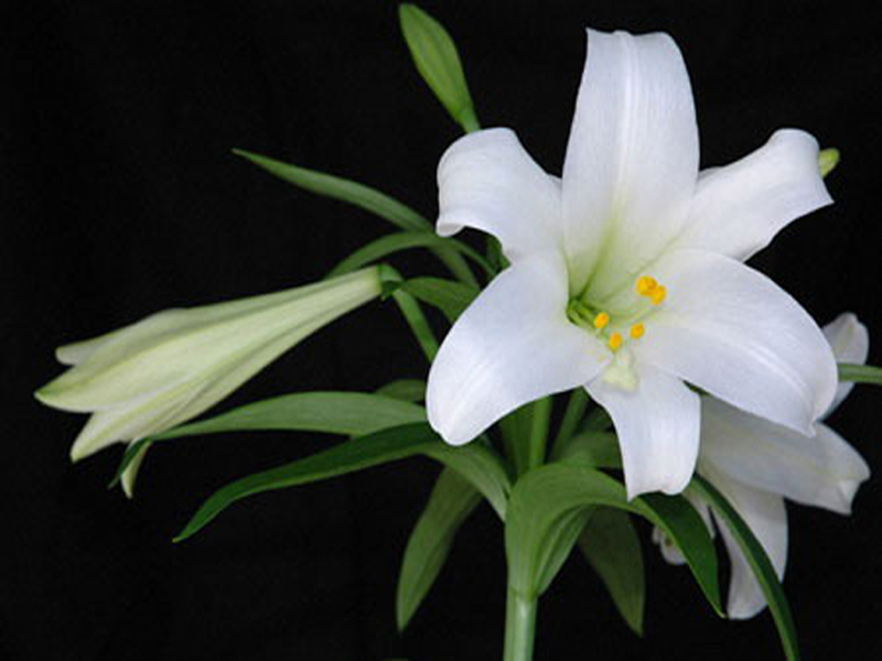 HOA LY: tháng chín 2013