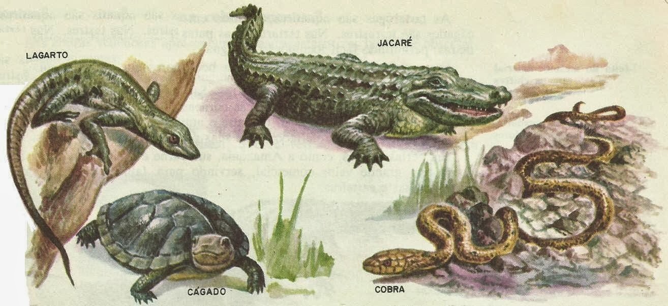 Segundo Ano Biologia: Répteis