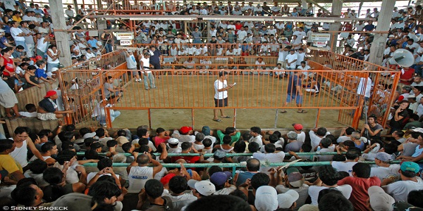 Agen Sabung Ayam Terpercaya