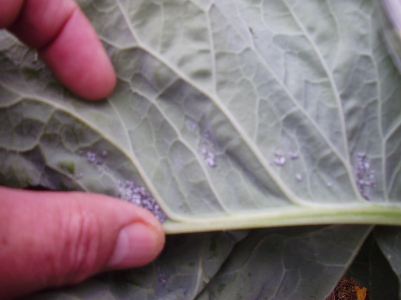 El bancalico del Cervantes: PULGÓN Y GUSANO DE LA COL