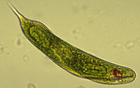 PIBID - Biologia - UFS: 2º Ano
