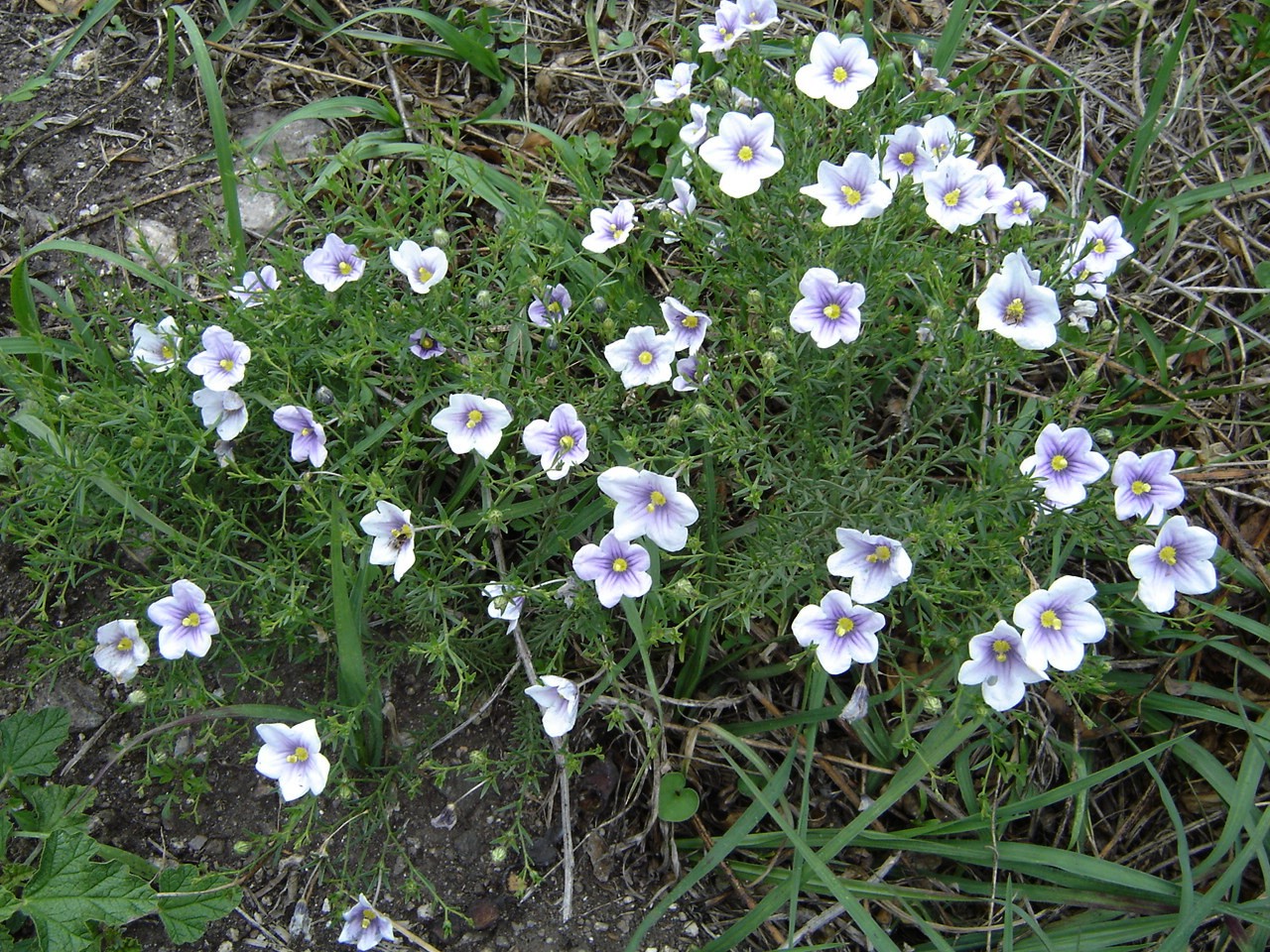 Solanaceae de Argentina: Nierembergia linariaefolia Graham