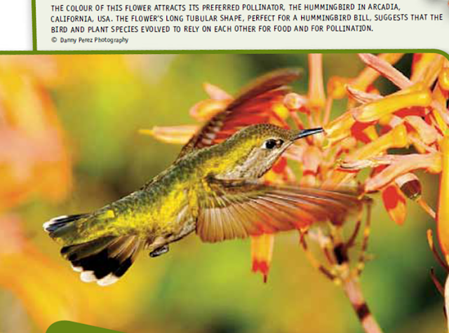 Beautiful Nature: Animal Pollination