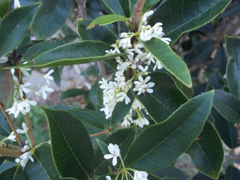 Davy's Louisiana Gardening Blog: The Sweet Fragrances of Autumn
